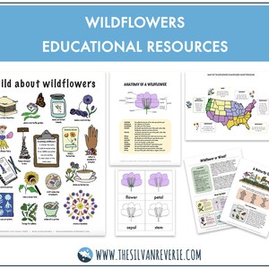 Wildflowers Information Posters, Learning, and Resources digital ...
