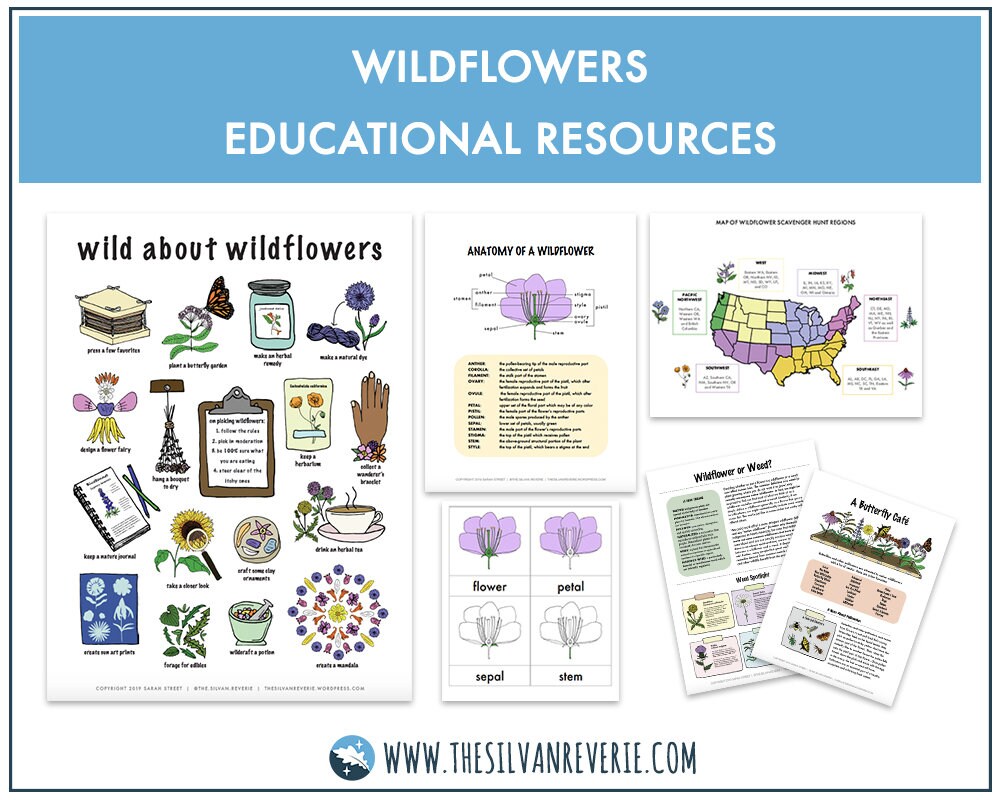 Wildflowers Information Posters Learning and Resources | Etsy
