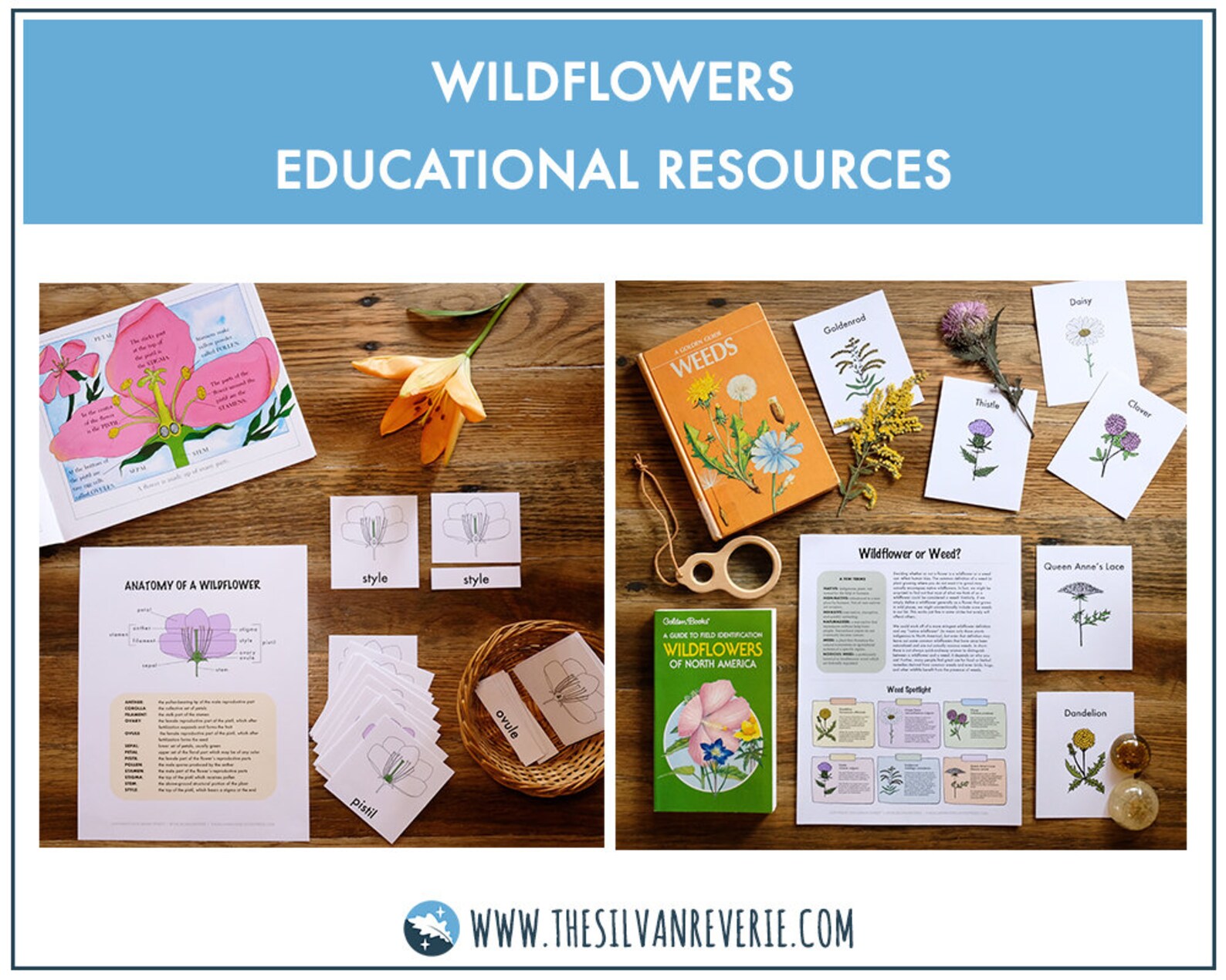 Wildflowers Information Posters Learning and Resources | Etsy