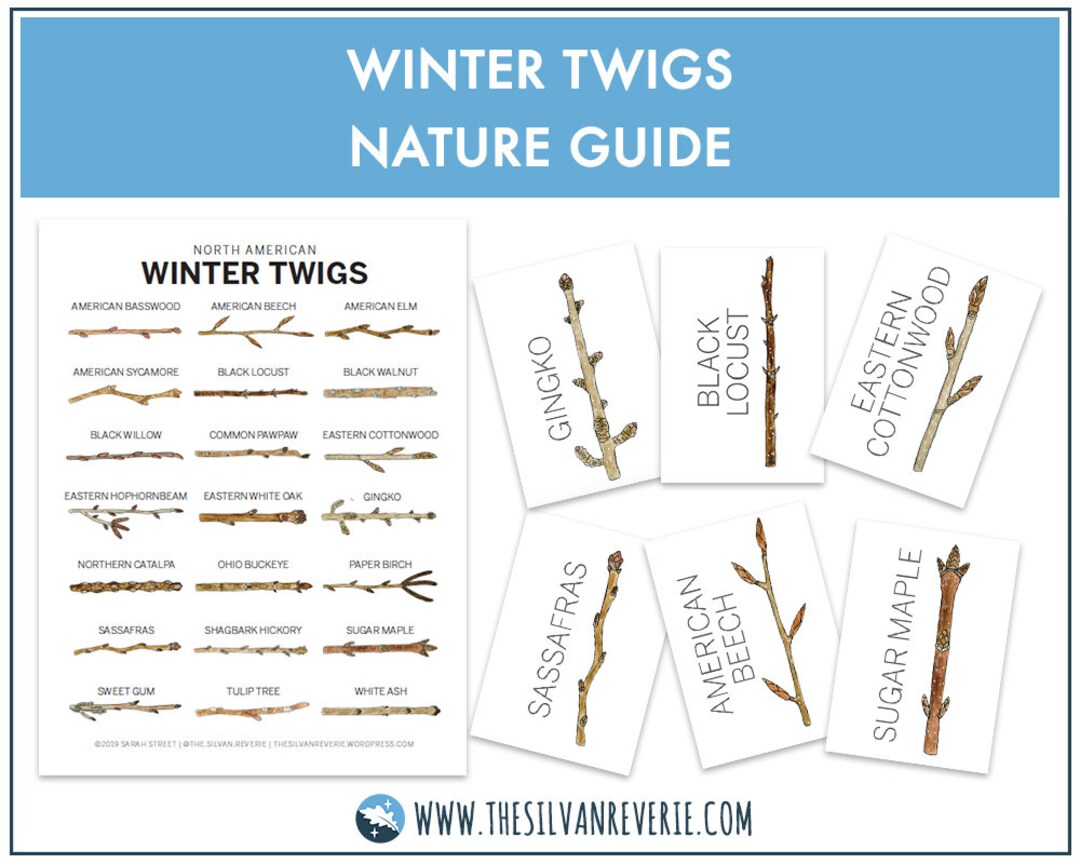 Winter Twigs Nature Guide north American Poster and ID Cards digital ...