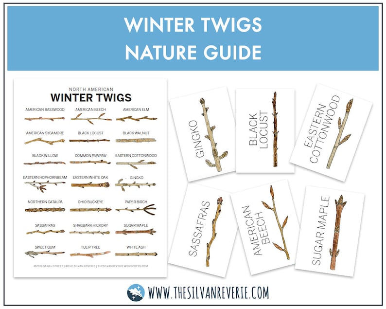 Winter Twigs Nature Guide north American Poster and ID - Etsy