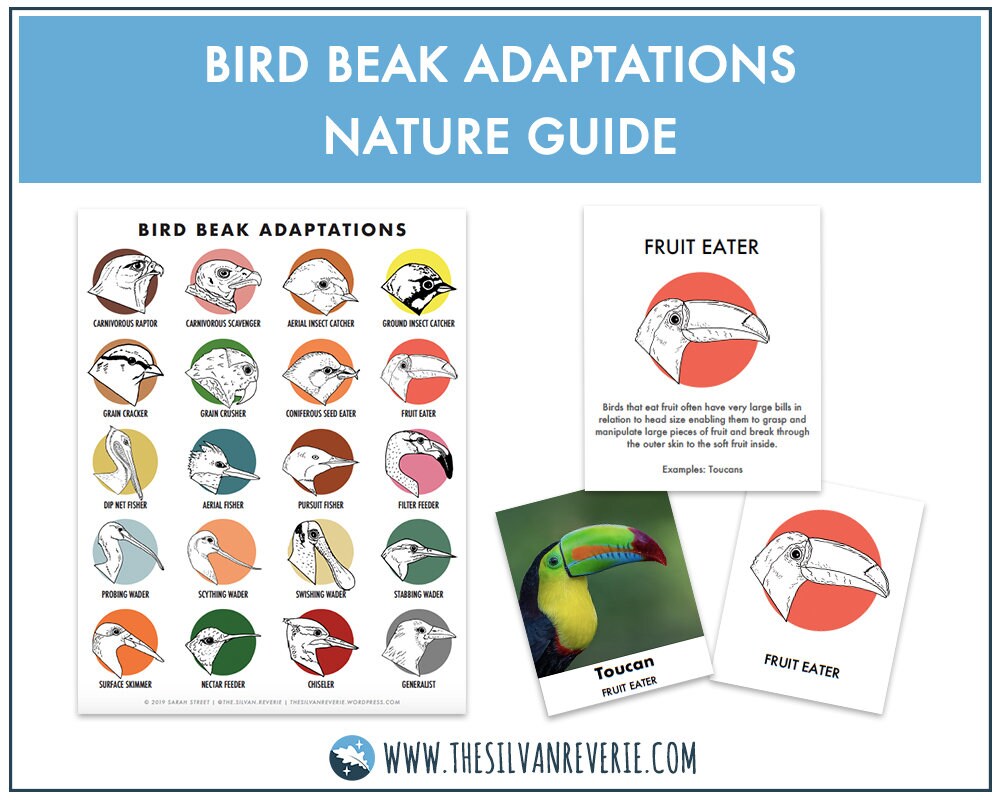 Birds Beaks Adaptations