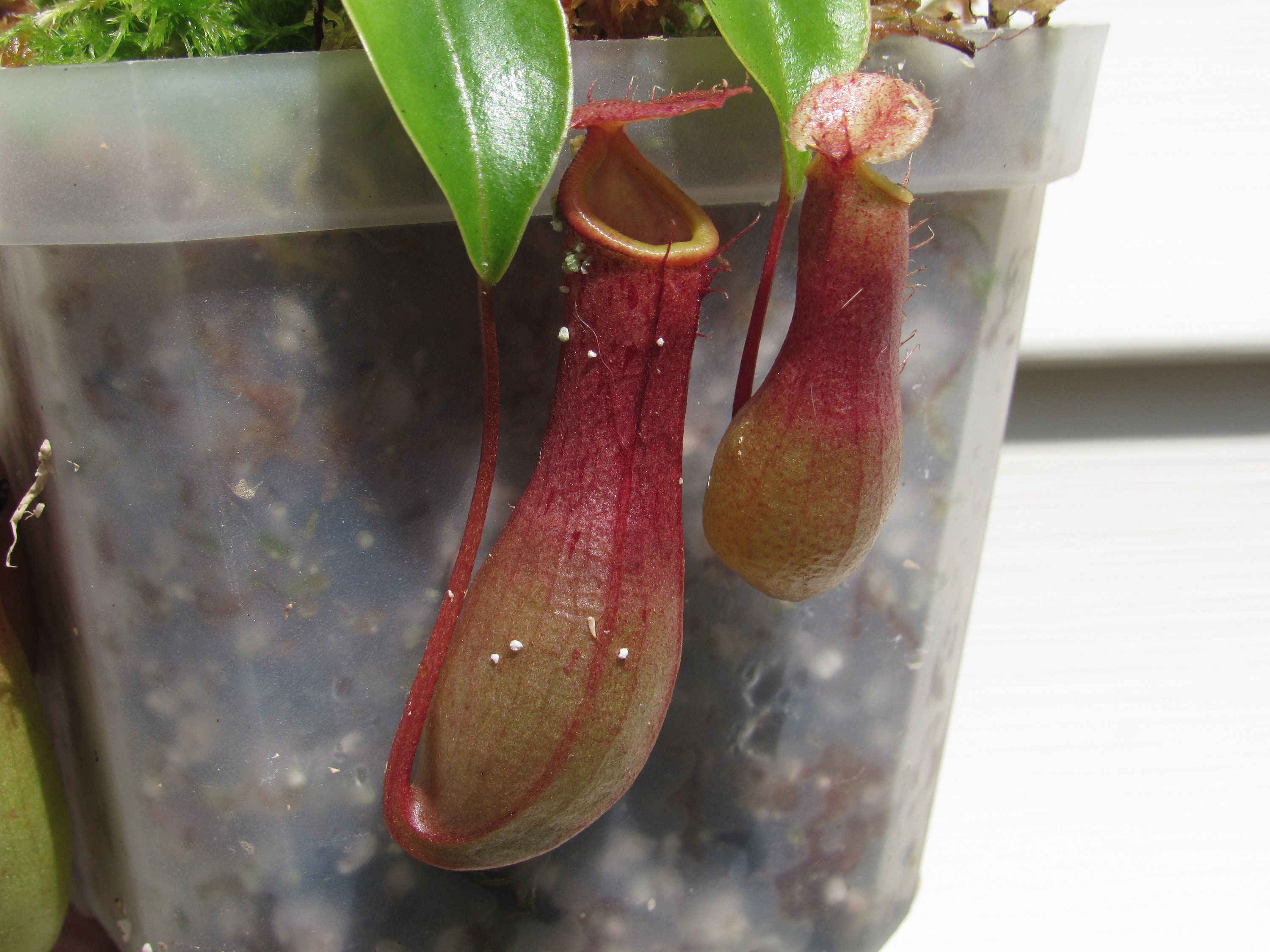 Nepenthes X Ventrata Rooted Cuttings - Etsy