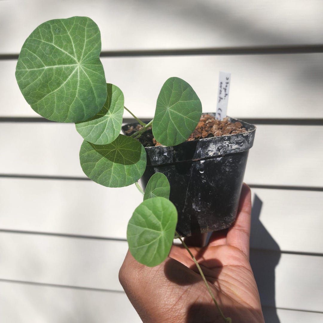 Stephania Erecta - Rare Plant Species - Caudex Plant - Vining Plant ...