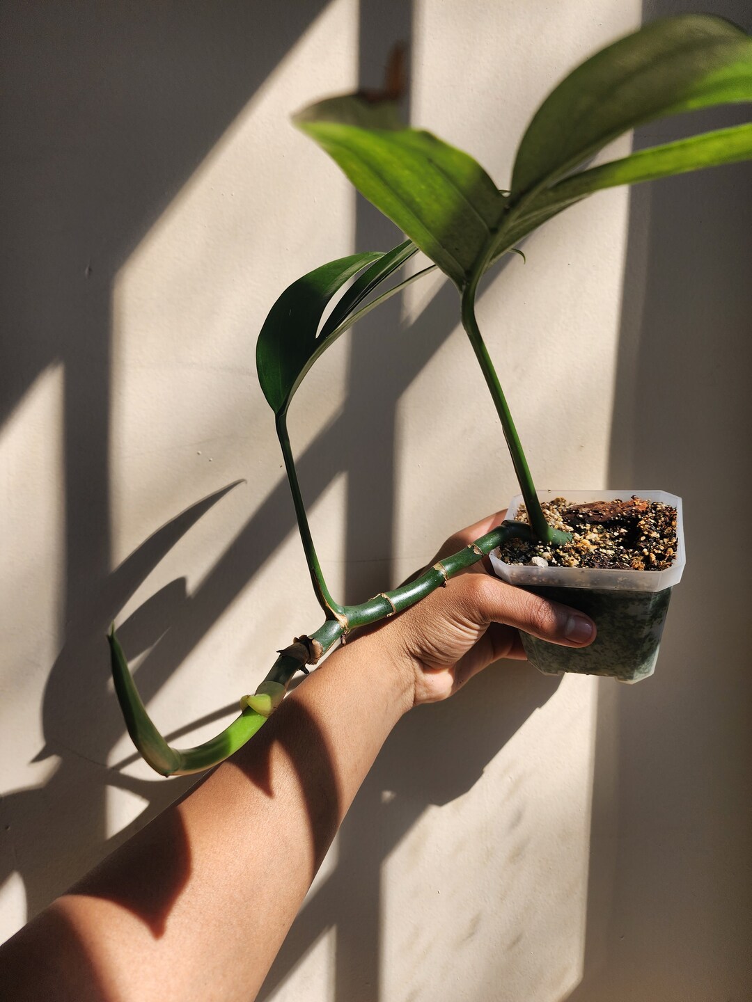 Rhaphidophora Decursiva [non-exact] - Live Plant Cutting - Climbing ...