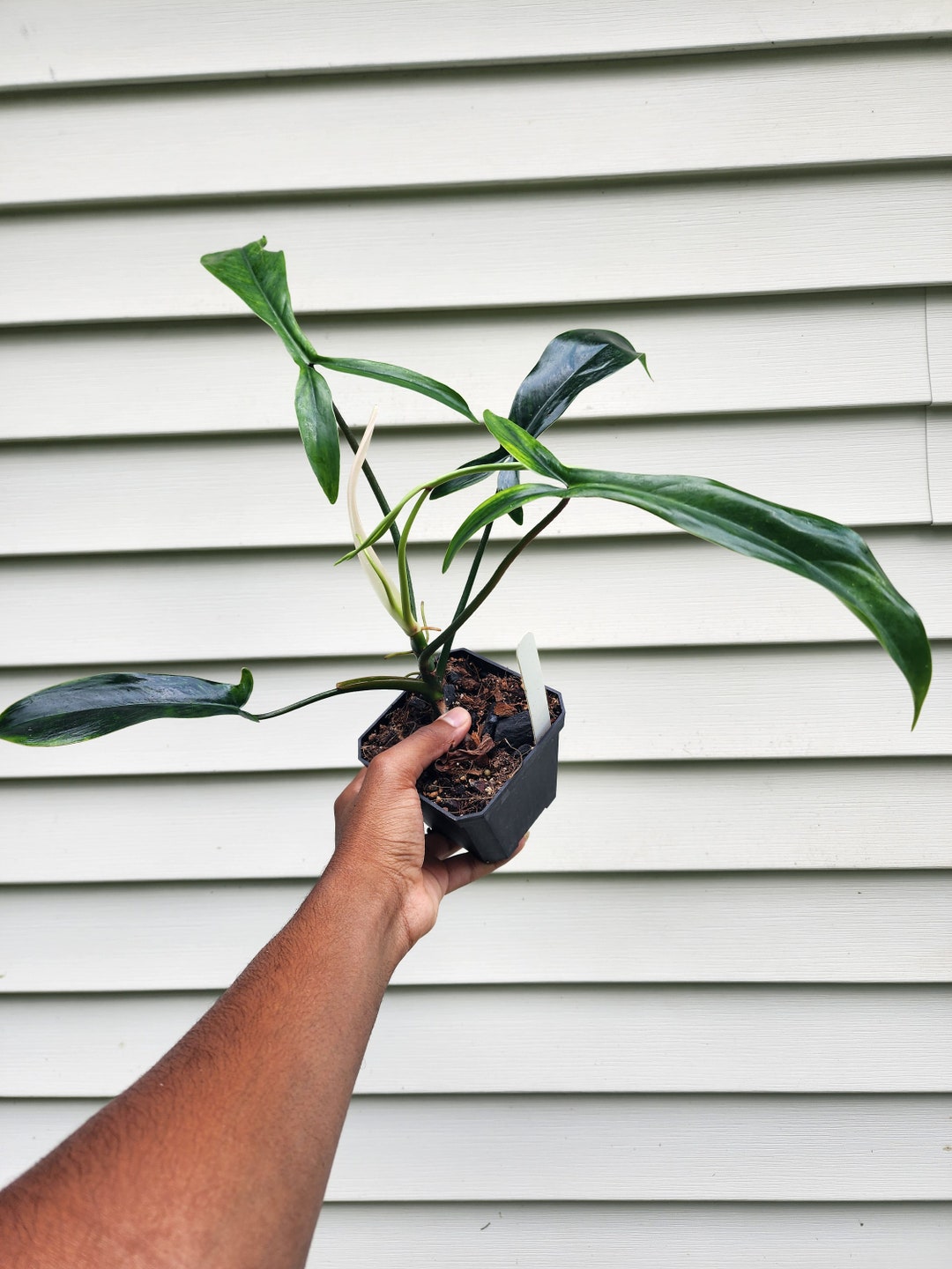 Philodendron '69686' Cutting - Starter Plant - 2.5 Inch Plant - Node ...