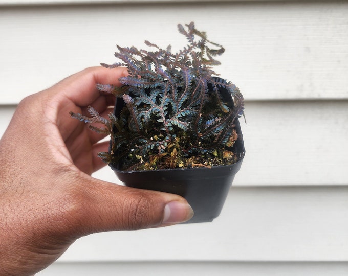 Selaginella Willdenowii - Rare Plant - Starter Plant - Terrarium Plant ...