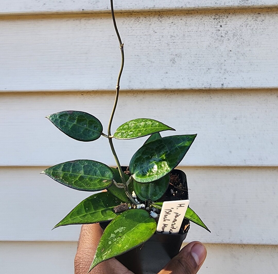Hoya Verticillata (parasitica) 'black Margin' (non-exact) - Etsy