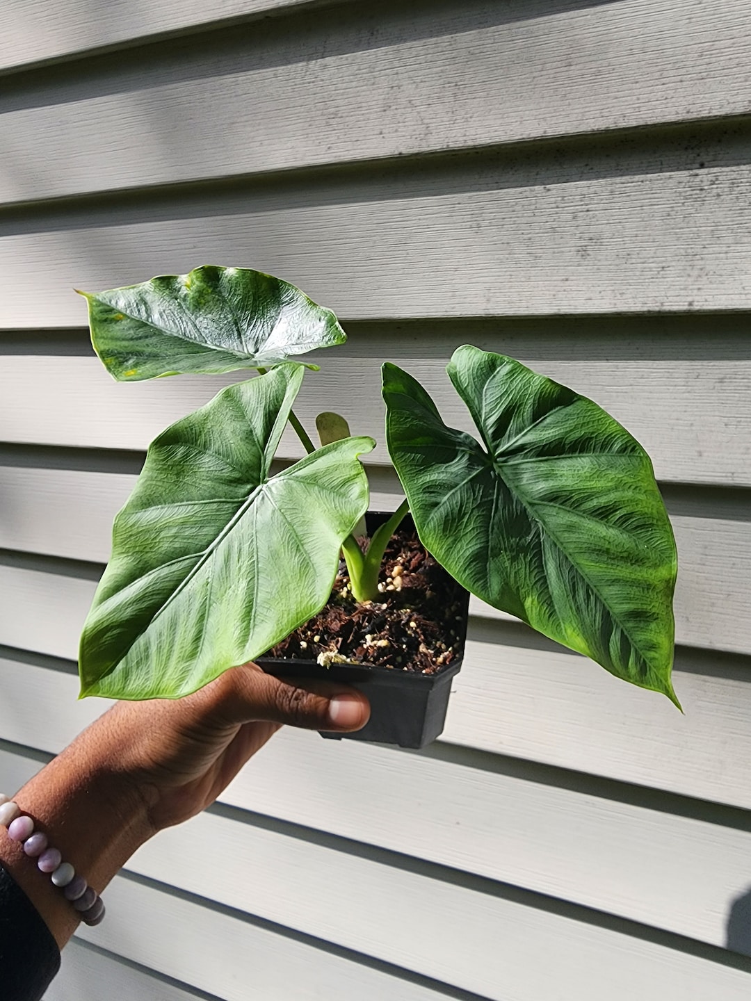 Alocasia Puber 'green Goddess' DORMANT BULB Tuber Starter Plant - Etsy