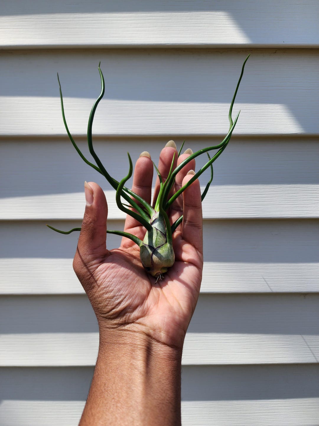Tillandsia Bulbosa 'belize' - Live Plant - Air Plant - Easy House Plant ...