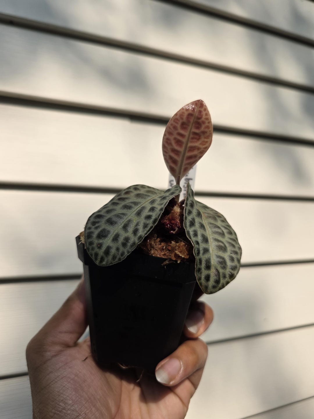 Labisia (aka Ardisia) Sp. 'turtle Back' - Etsy