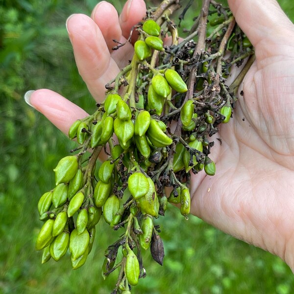 Lilac Seeds - Etsy