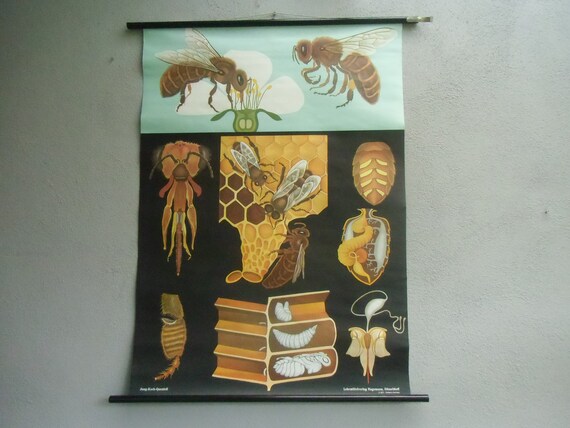 School wall map Bine by Jung Koch Quentell from the 60s | Etsy