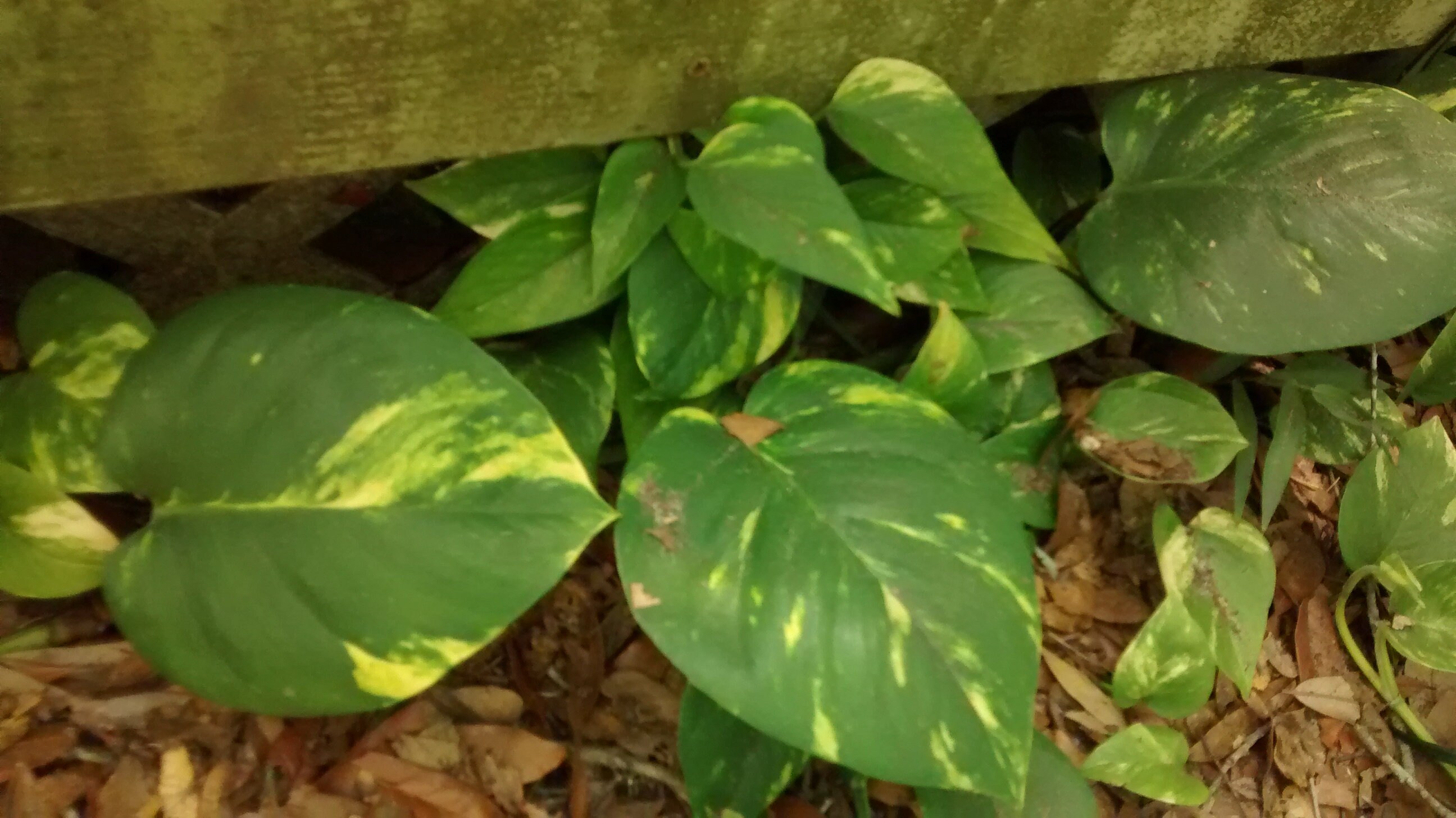 Varigated Golden Pothos Philodendron Live Rooted Cutting 18"-24" - Etsy