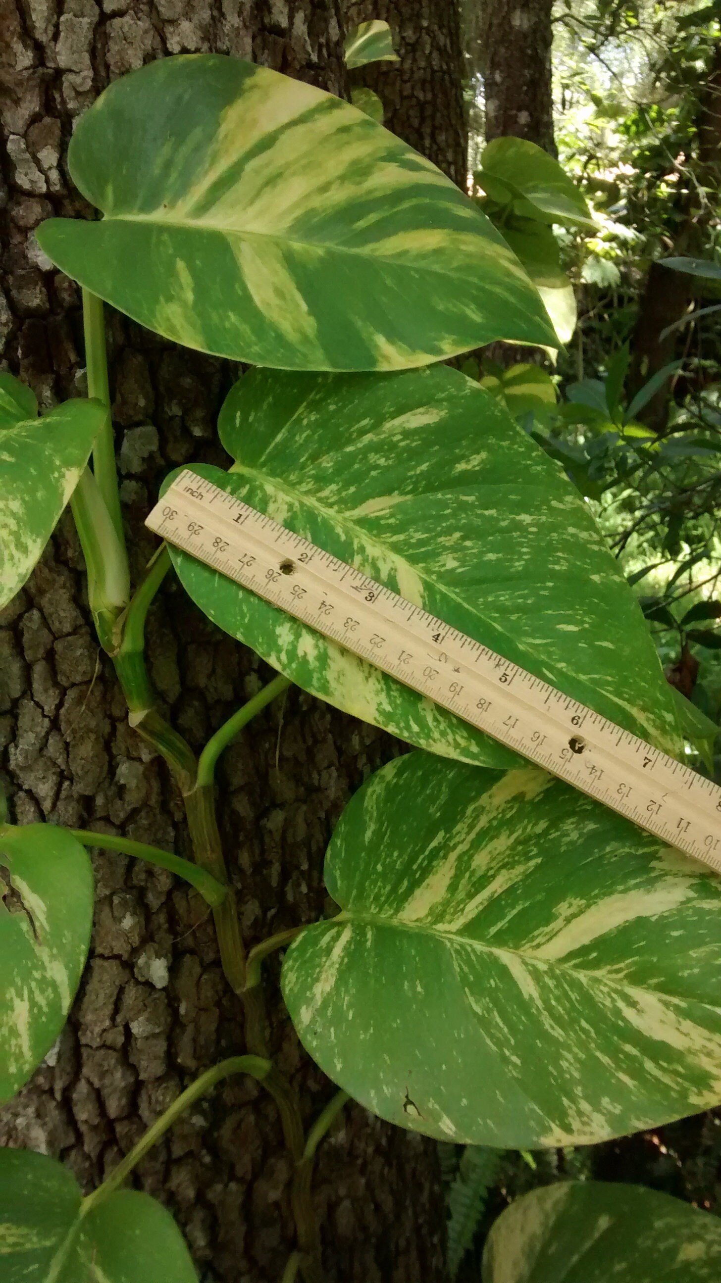 Varigated Golden Pothos Philodendron Live Rooted Cutting 18"-24" - Etsy