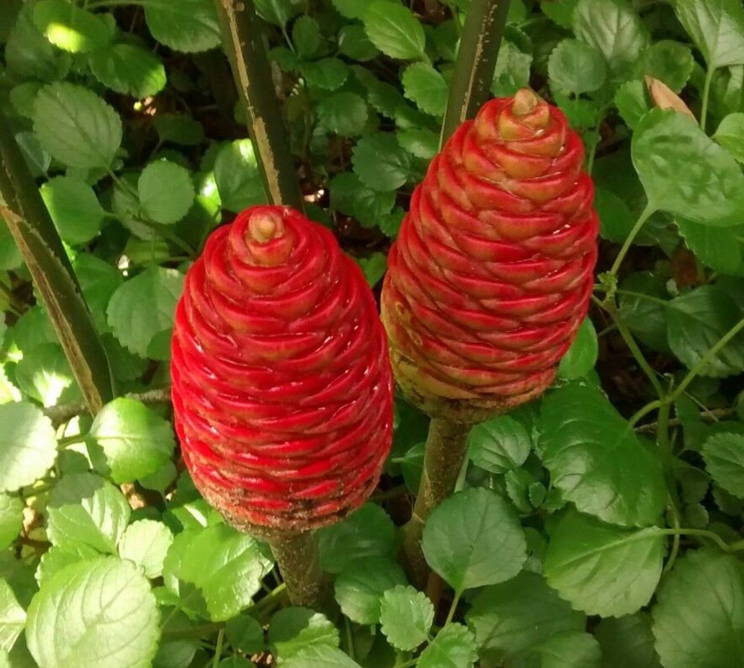 Tropical Red Pinecone Ginger Fresh Dug With Roots 3 Rhizomes - Etsy