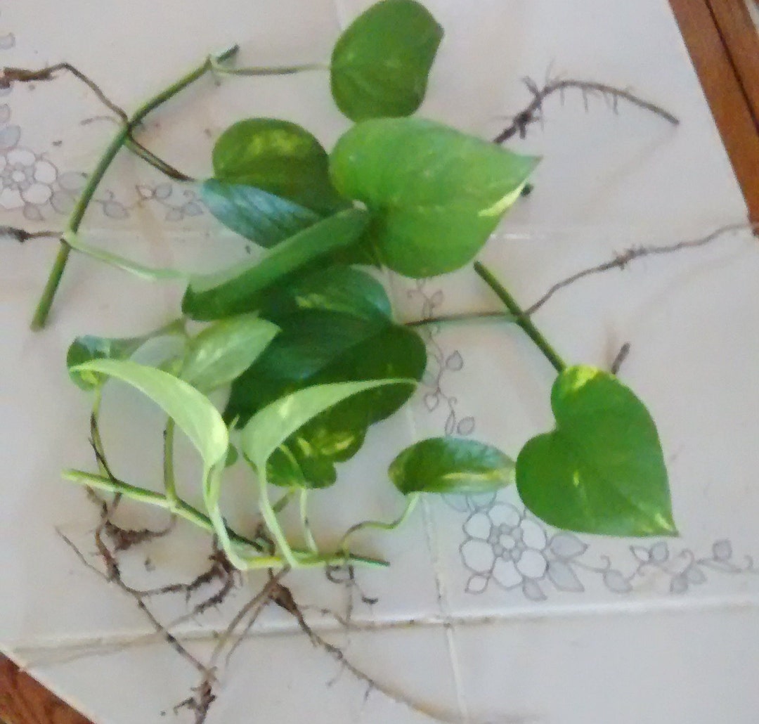 4 Varigated Golden Pothos Philodendron Live Rooted Cuttings - Etsy