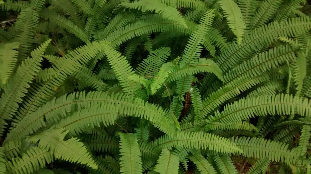 6 - Live Boston Fern Plants With Lots of Roots & Root Balls (they Will ...