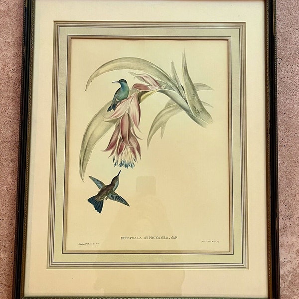 John Gould Hummingbird Prints - Etsy
