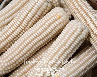 35 Tall Giant Goliath White Corn Seeds-1206 - Etsy