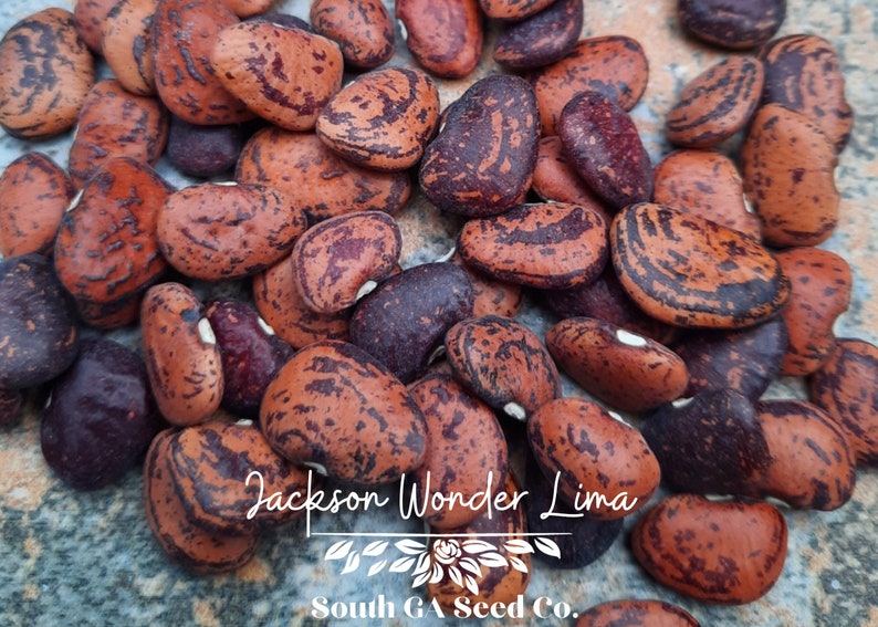 Heirloom Jackson Wonder Bush Lima Bean Seeds, Non Gmo, Open Pollinated ...