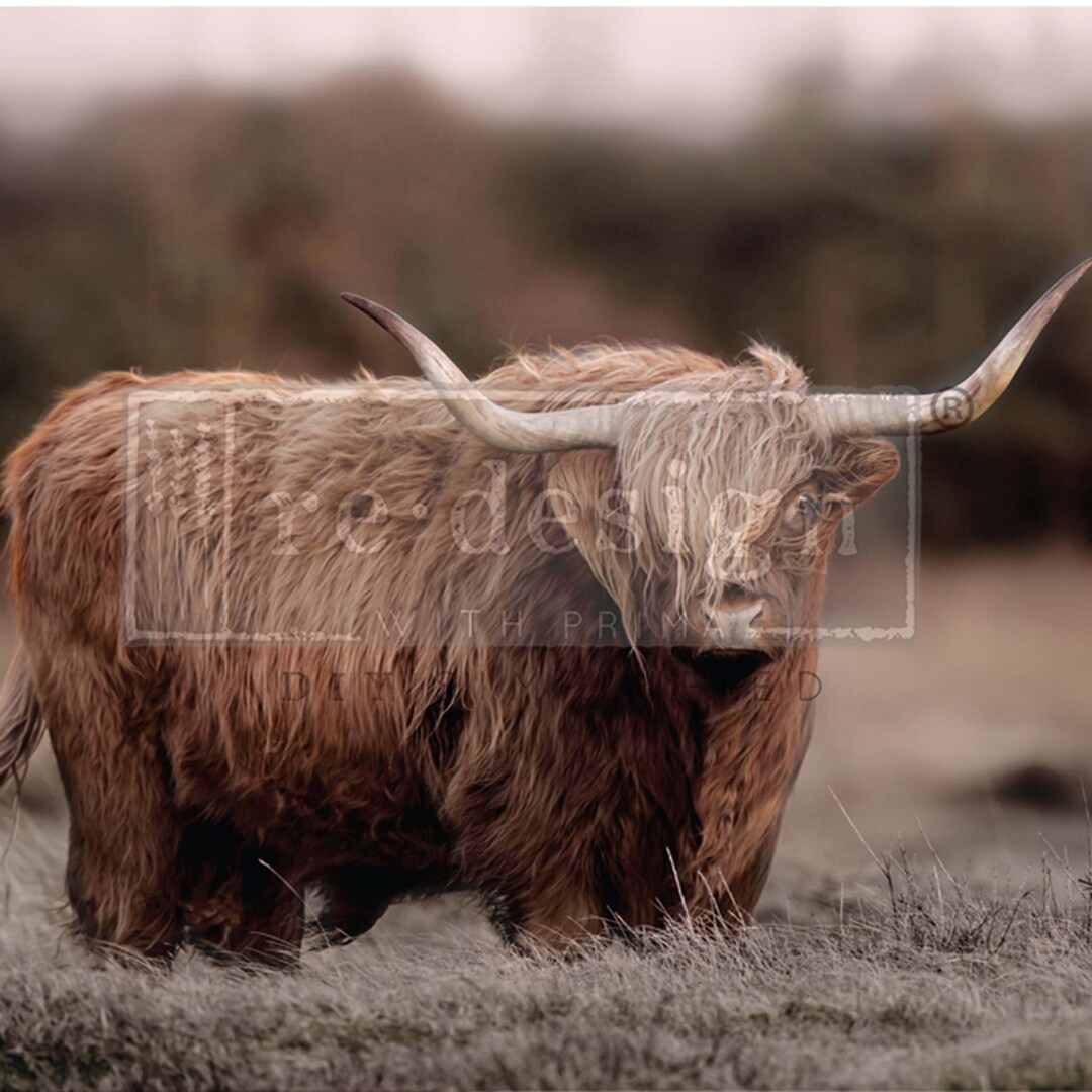 Redesign With Prima A1 Fiber HIGHLAND GRACE || Cow Cows Cattle ...