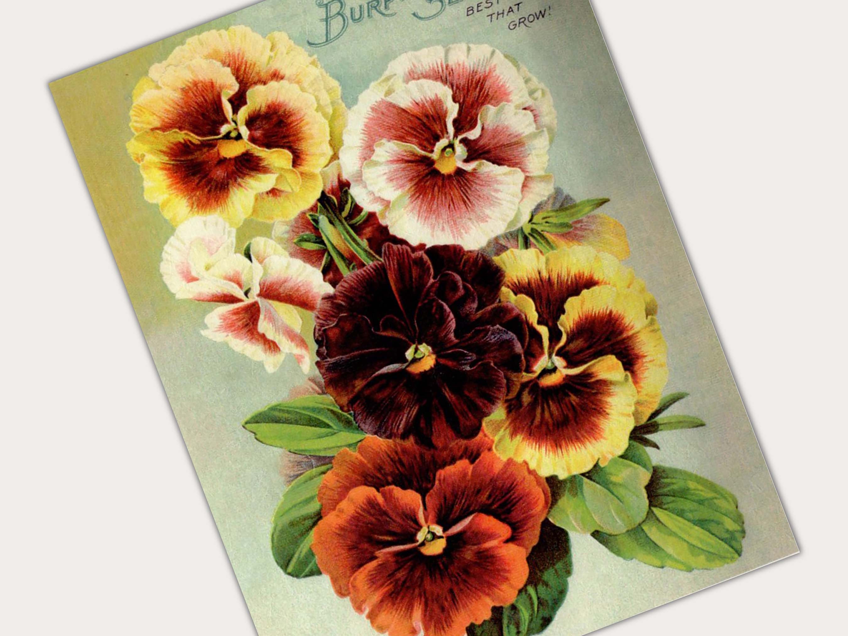 Vintage Burpee Seed Packets