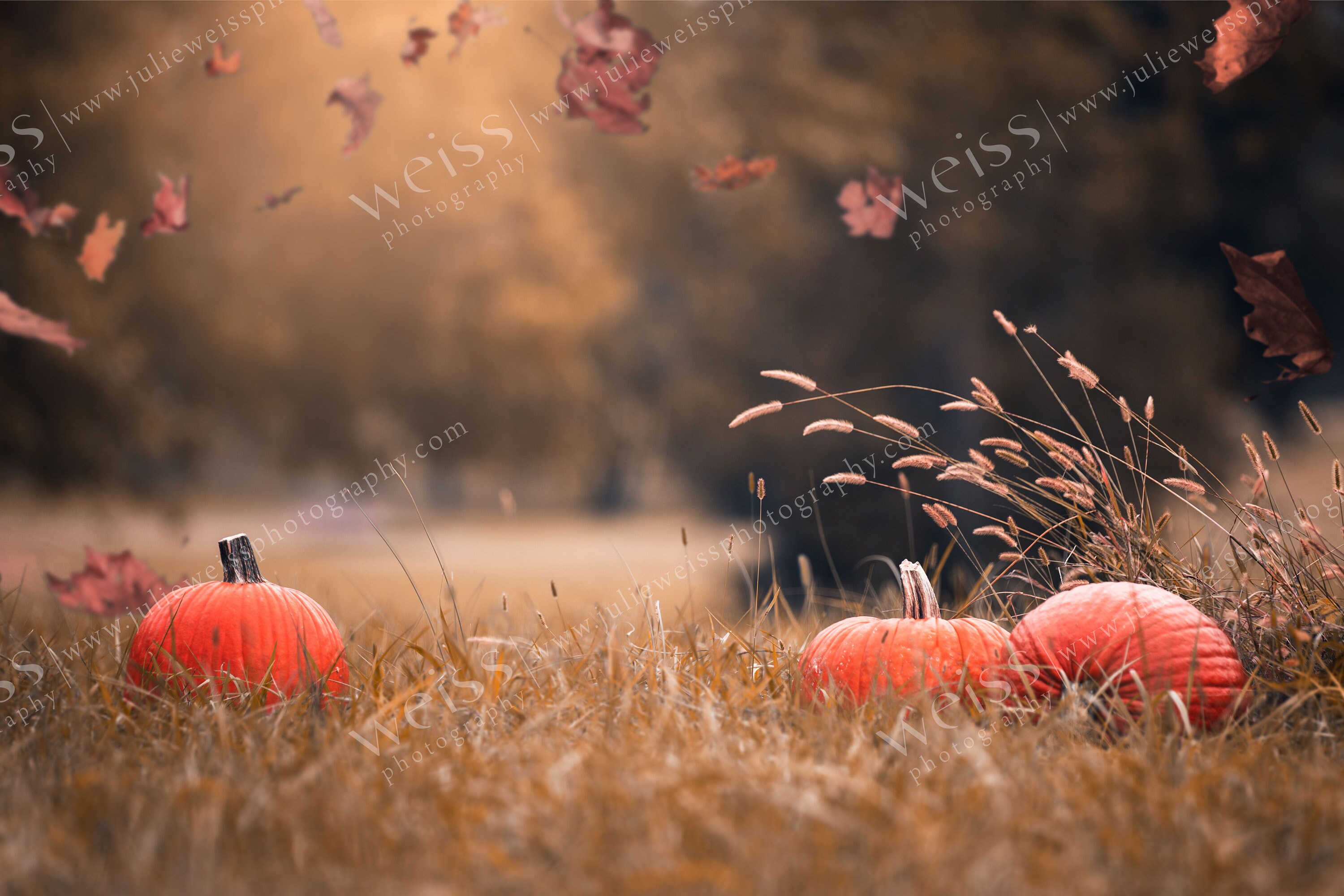 Fall Autumn Halloween Background Pumpkins Photography Digital | Etsy