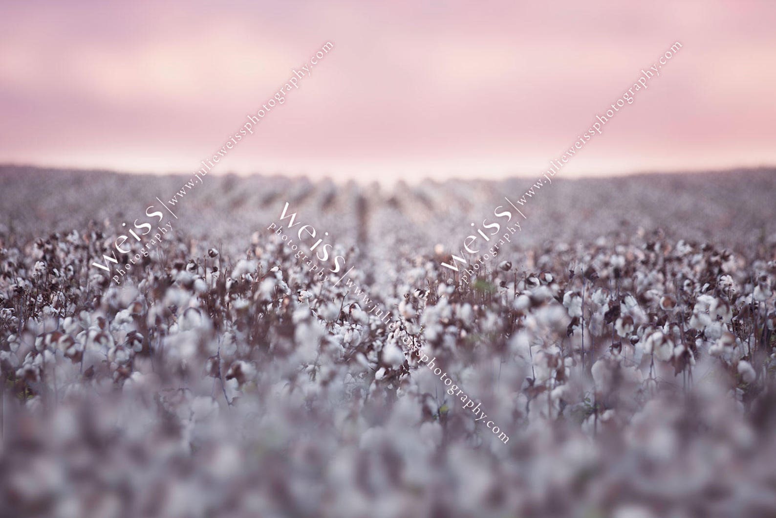 Cotton Field Composite Image Digital Photography Background - Etsy
