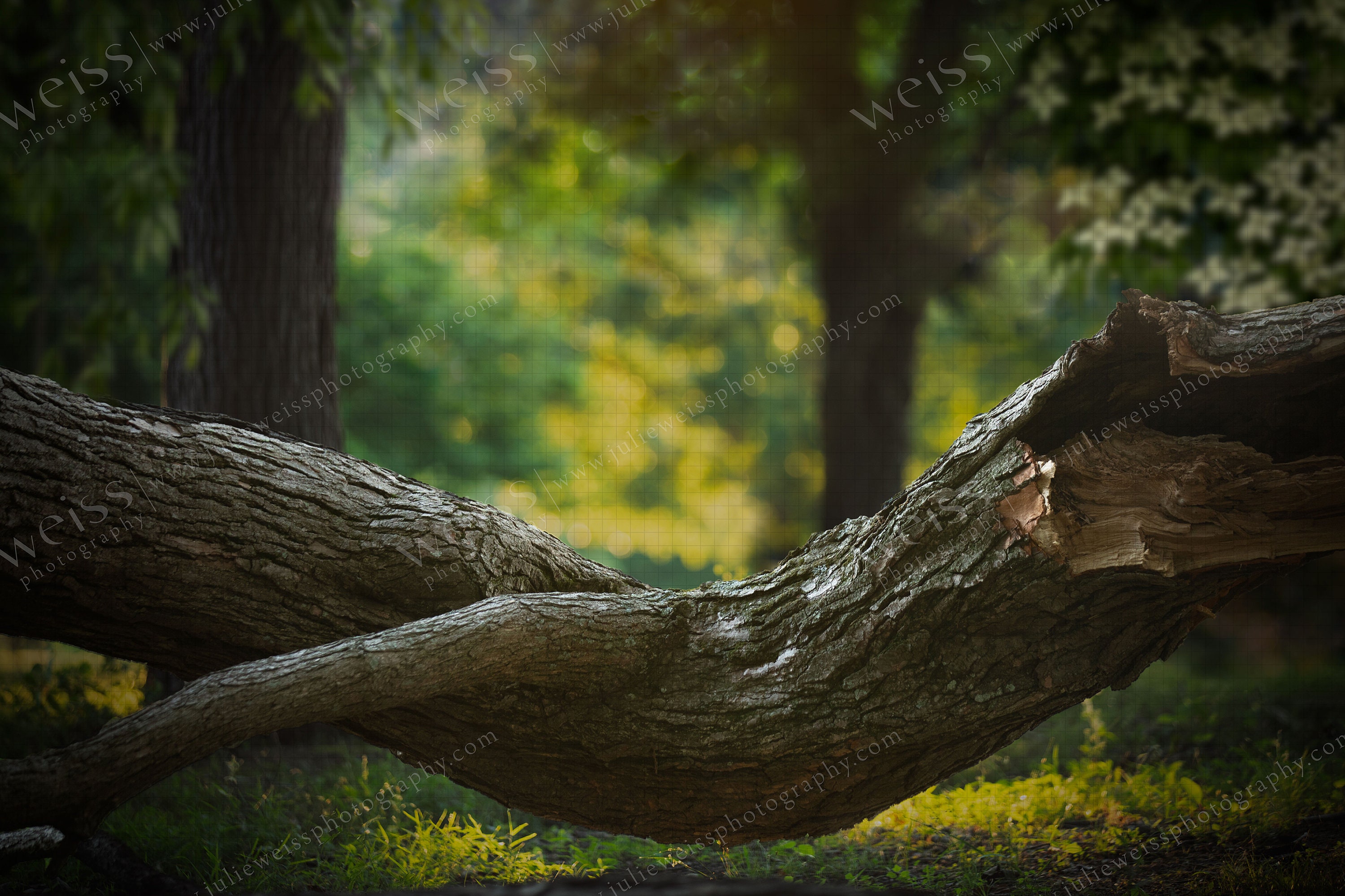 Pink Flower Spring Easter Log Seat Overlay Digital Background - Etsy