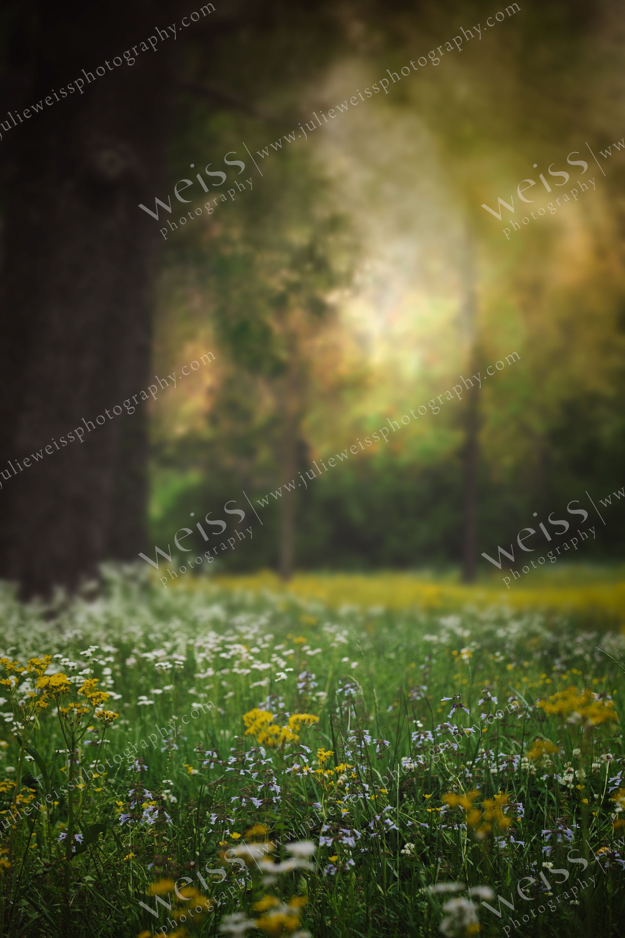 Spring Yellow Wildflower Field Overlay Kid Family Background | Etsy