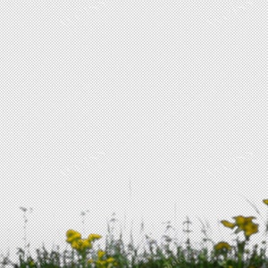 Spring Yellow Wildflower Field Overlay Kid Family Background ...