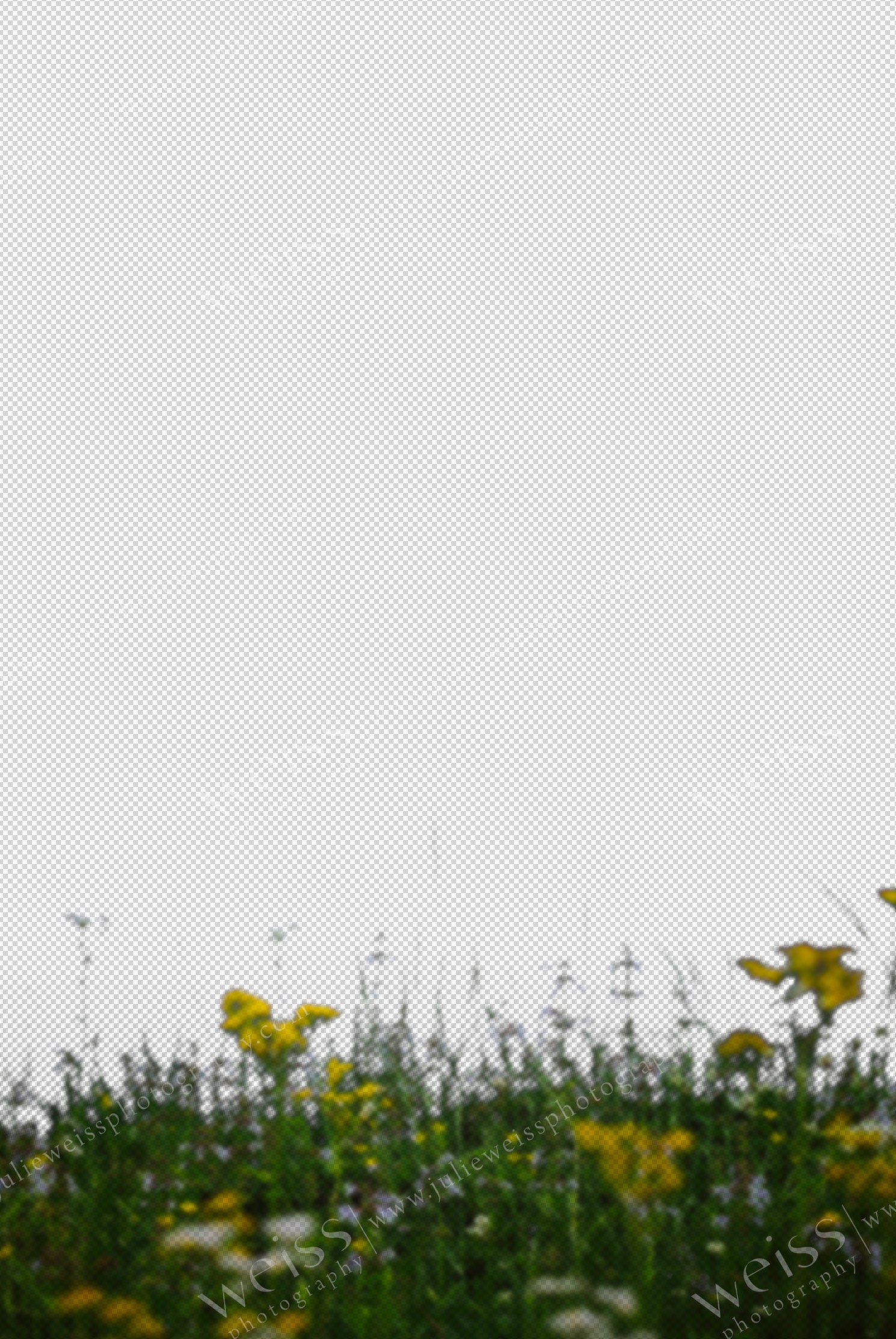 Spring Yellow Wildflower Field Overlay Kid Family Background | Etsy