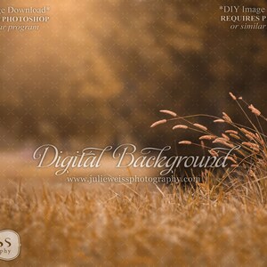 Fall Autumn Halloween Background Pumpkins Photography Digital ...