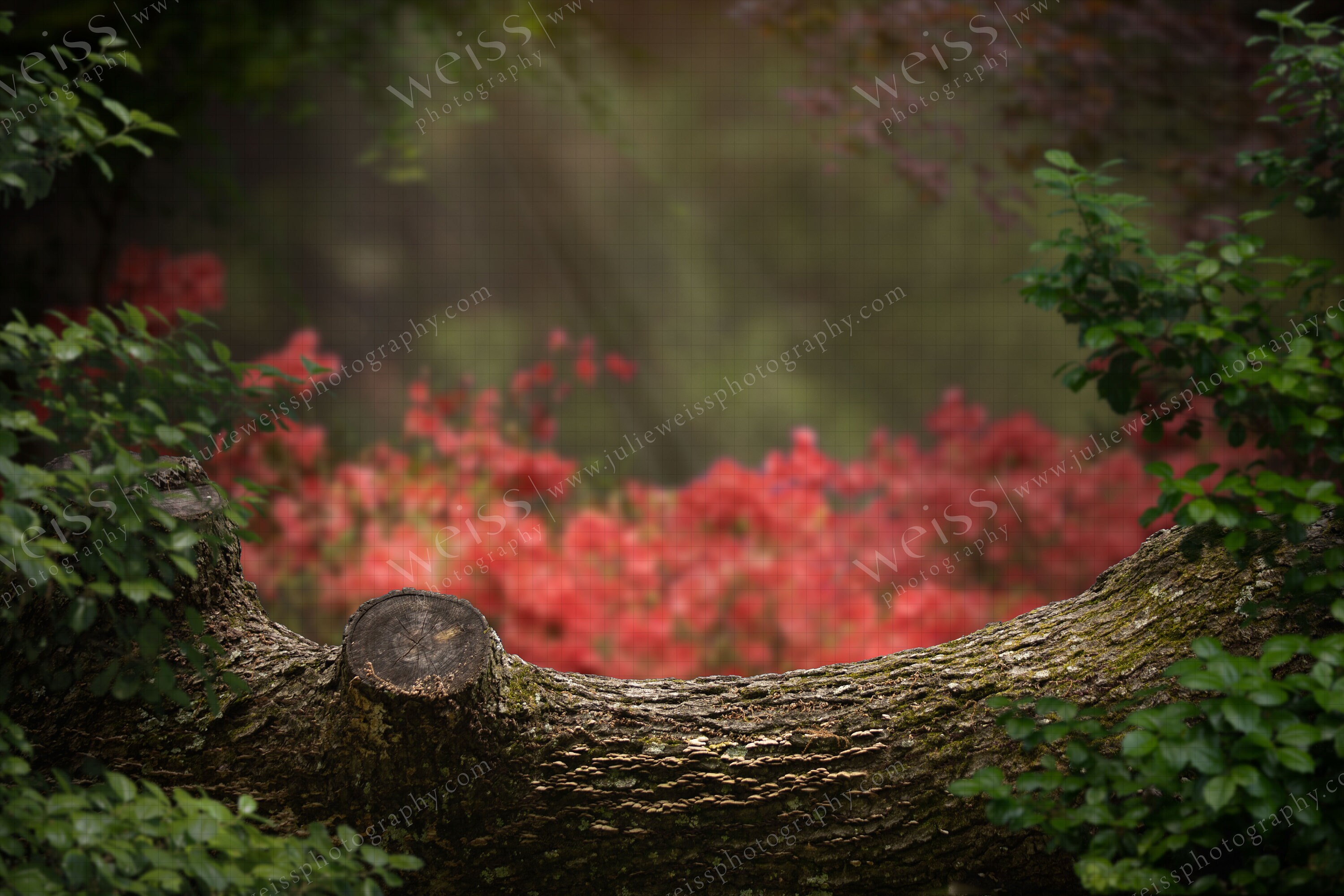 Spring Tree Log Overlay Easter Kids Background Photography Digital ...