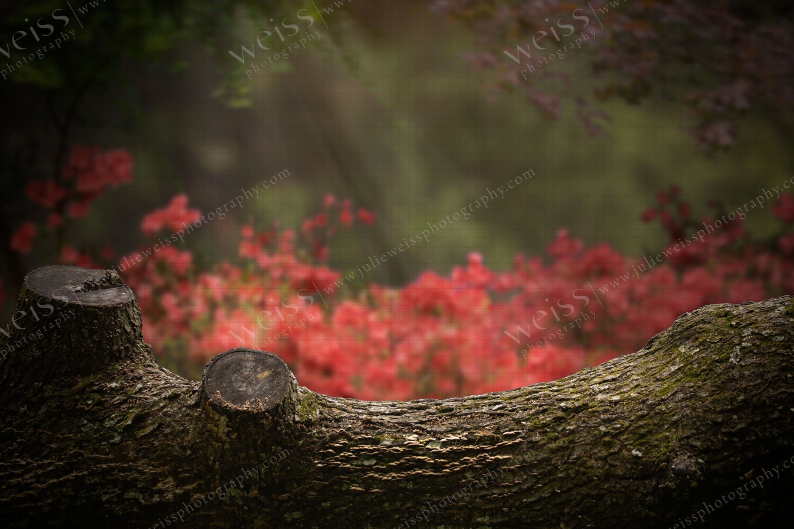 Spring Tree Log Overlay Easter Kids Background Photography Digital ...