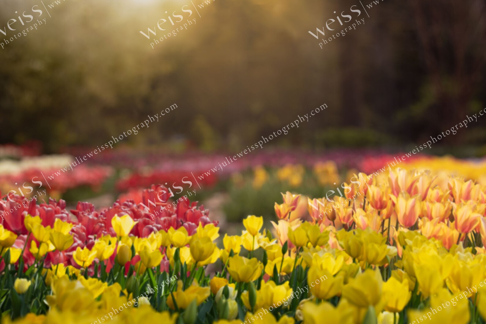 Spring Tulip Flower Field Overlay Easter Kids Background - Etsy