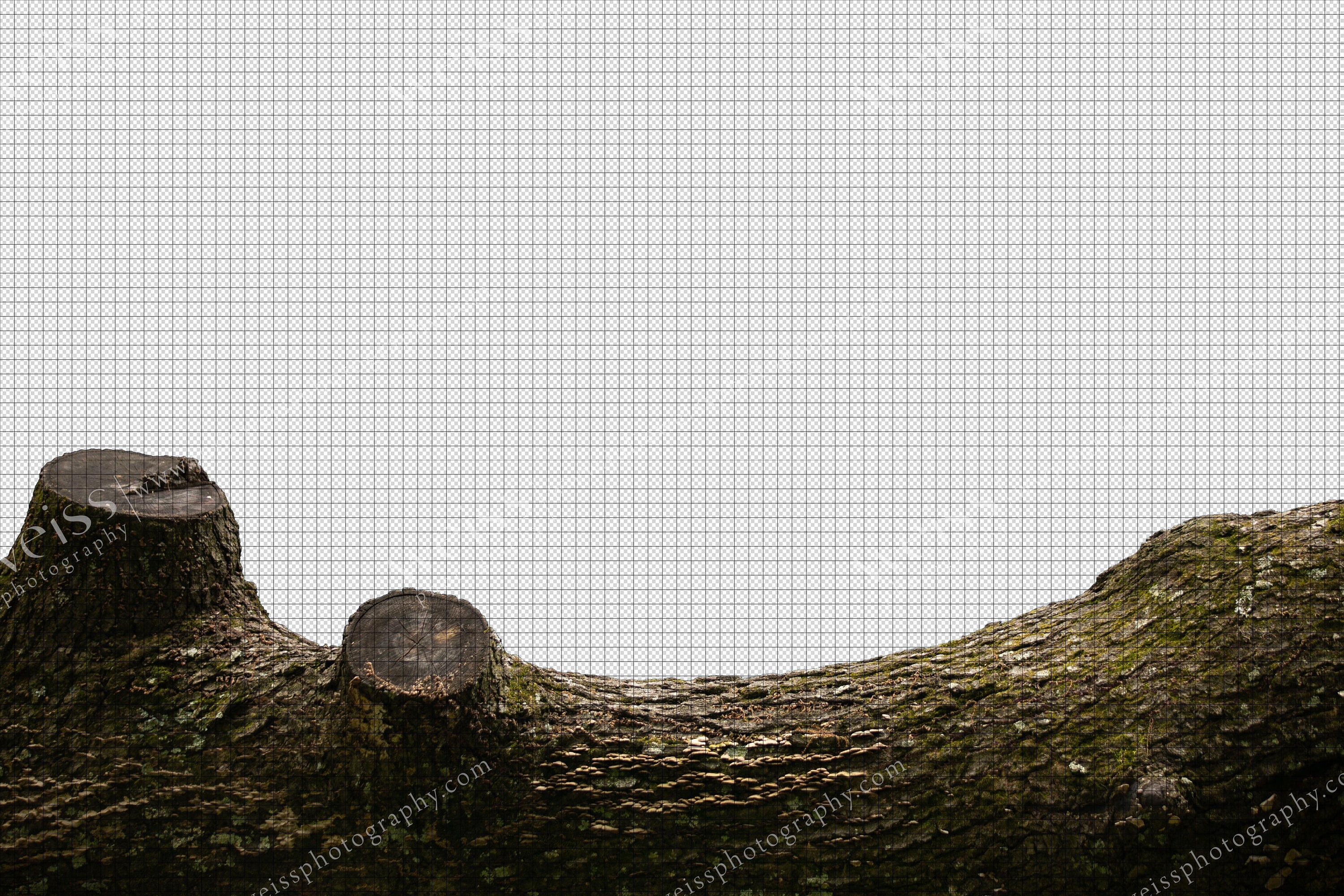 Spring Tree Log Overlay Easter Kids Background Photography Digital ...