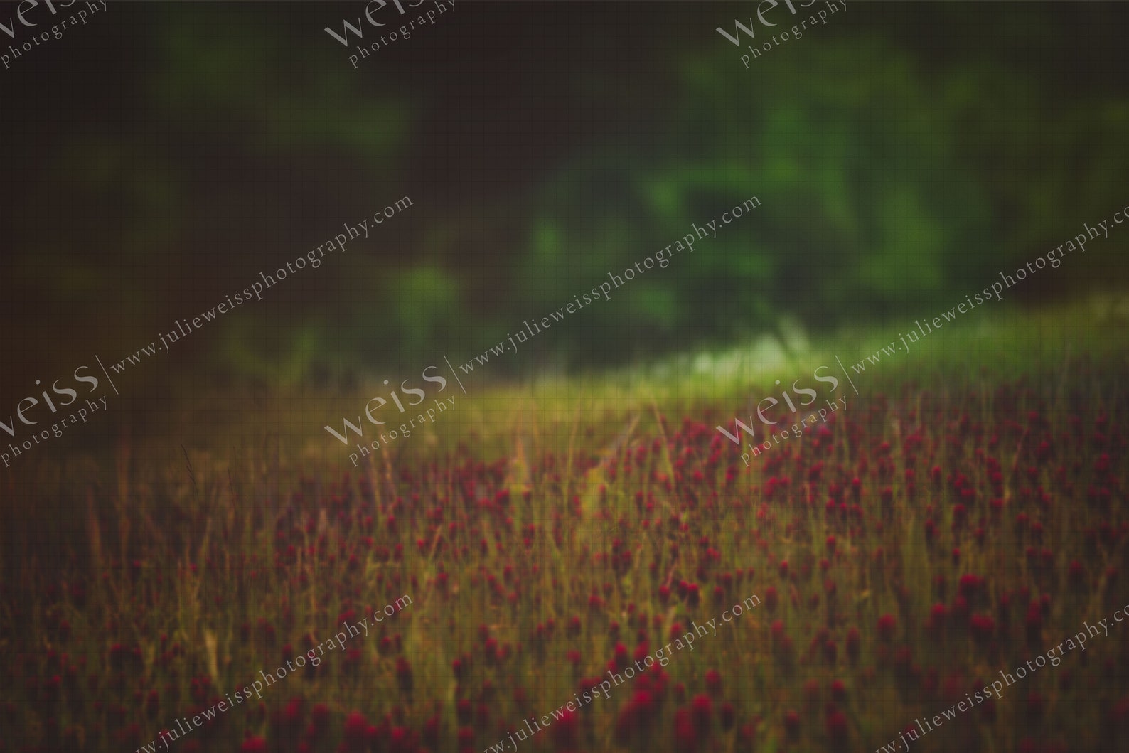 Spring Pink Flower Hill Field Overlay Easter Kids Background - Etsy