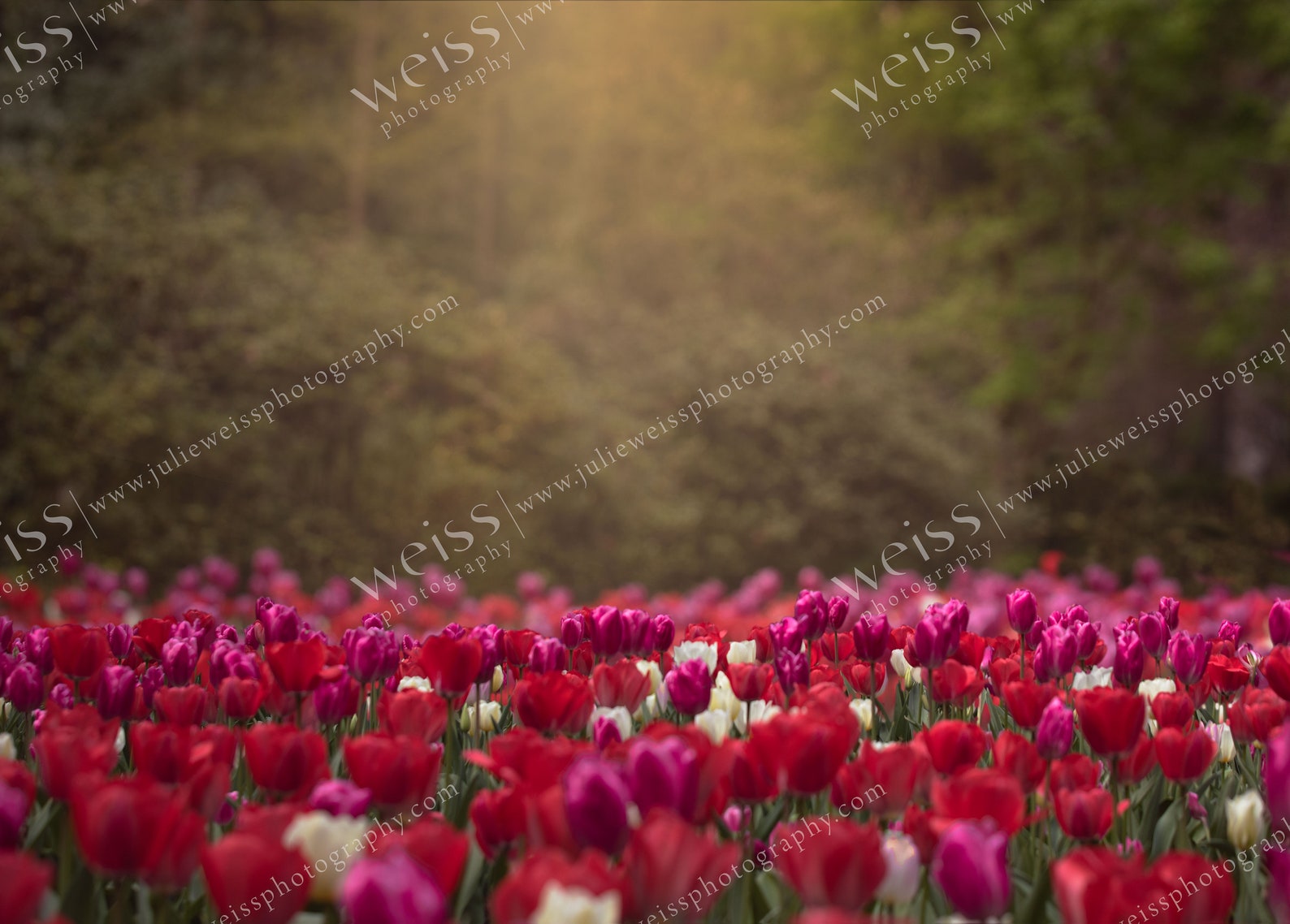 Spring Tulip Flower Field Overlay Easter Kids Background | Etsy
