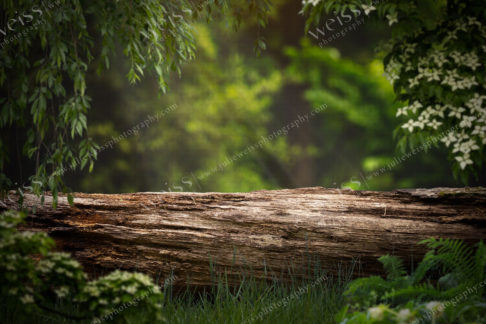 Spring Tree Log Overlay Easter Kids Background Photography - Etsy