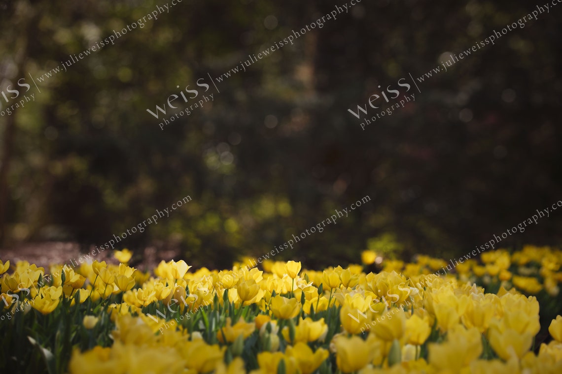 Spring Tulip Flower Field Overlay Easter Kids Background - Etsy