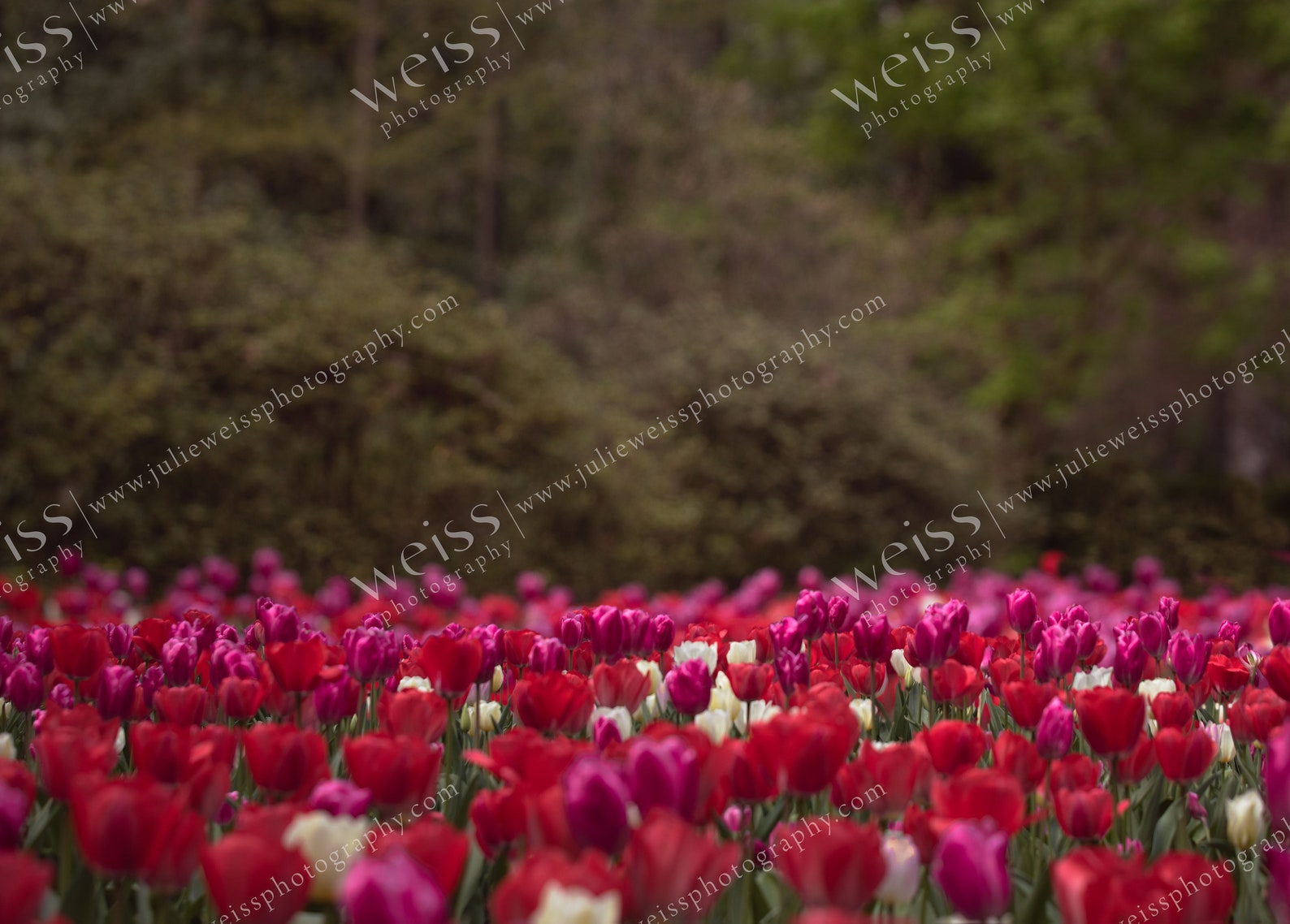 Spring Tulip Flower Field Overlay Easter Kids Background - Etsy