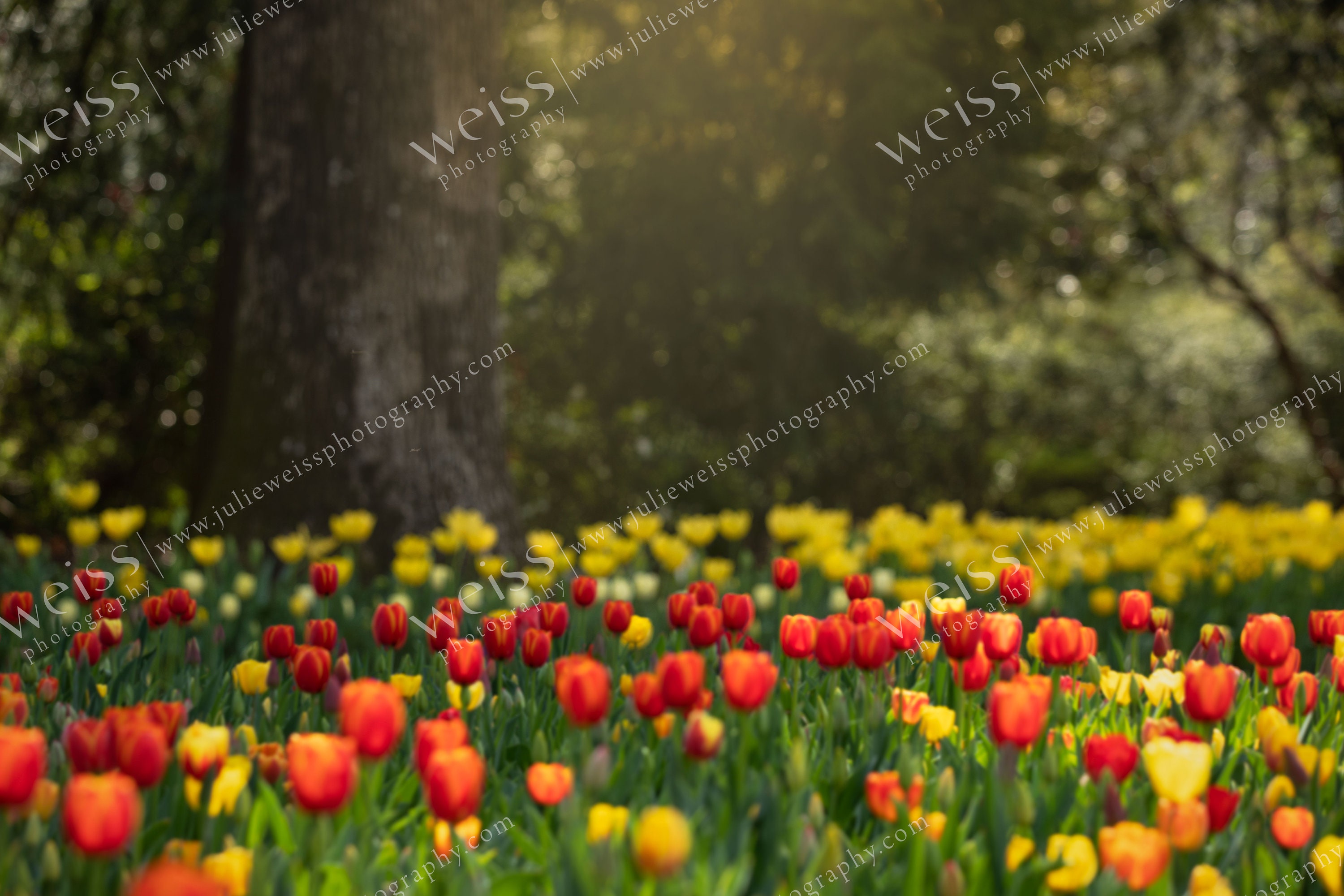 Spring Tulip Flower Field Overlay Easter Kids Background | Etsy