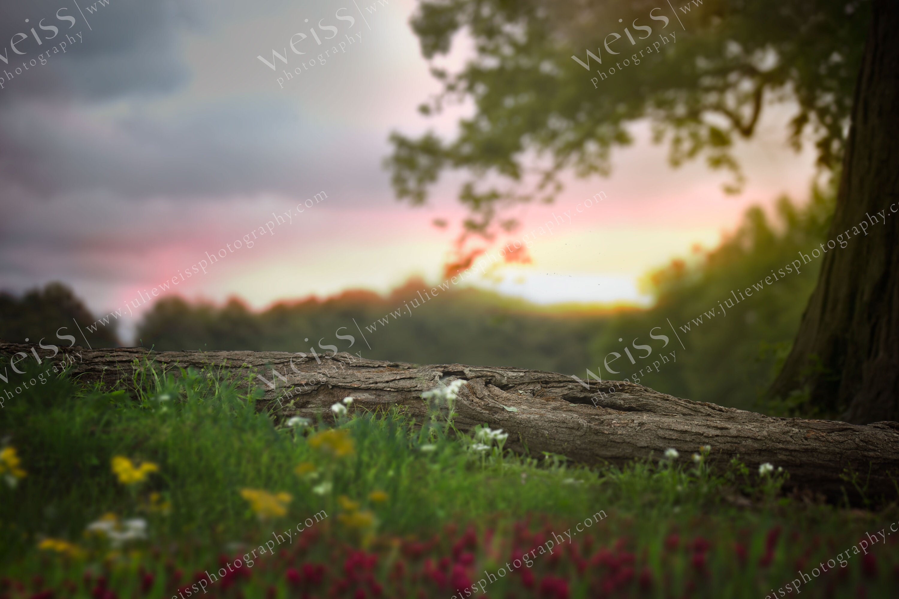 Spring Yellow Red Flower Field Overlay Easter Kids Log Sunset | Etsy