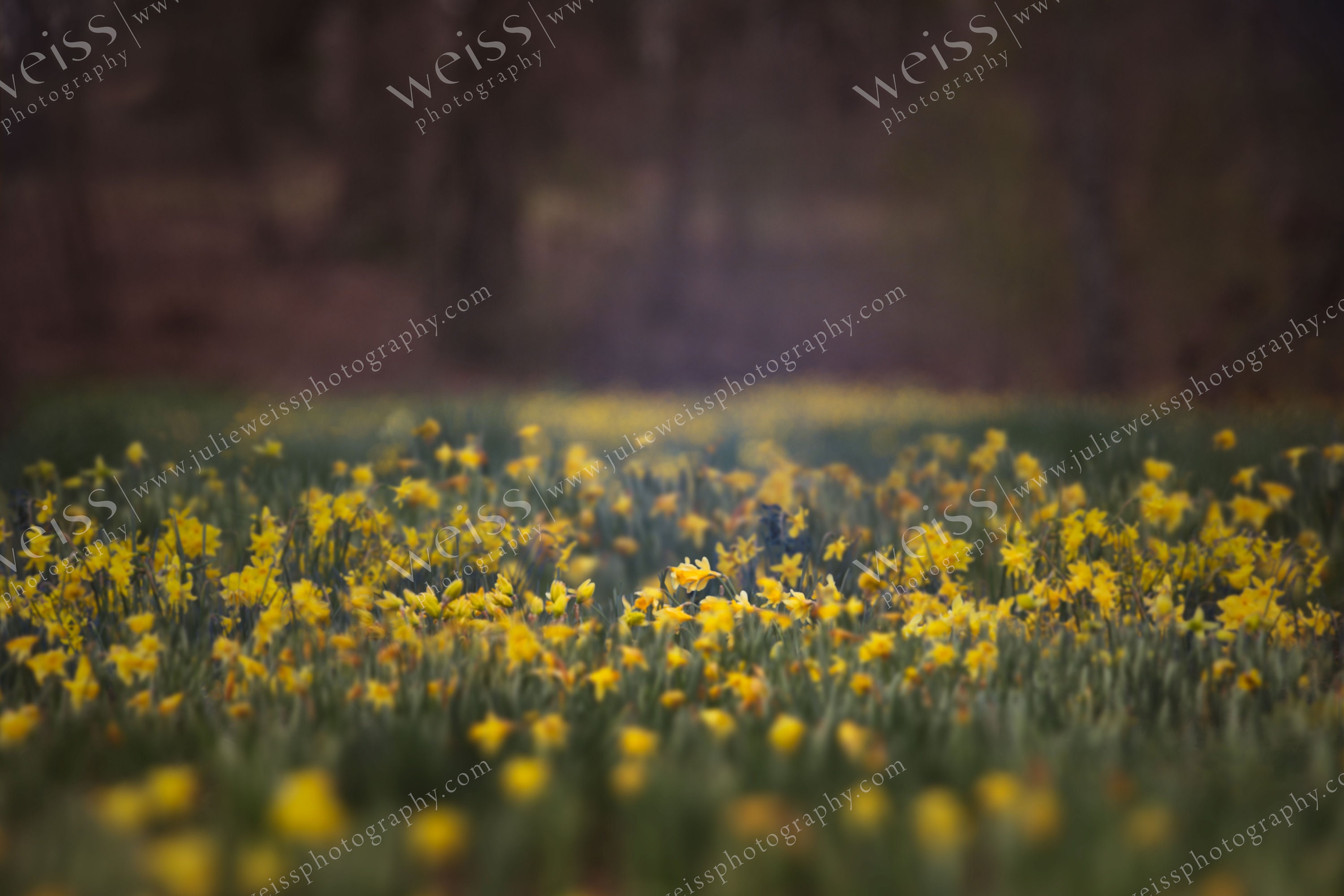 Spring Daffodil Flower Field Overlay Easter Kids Background - Etsy
