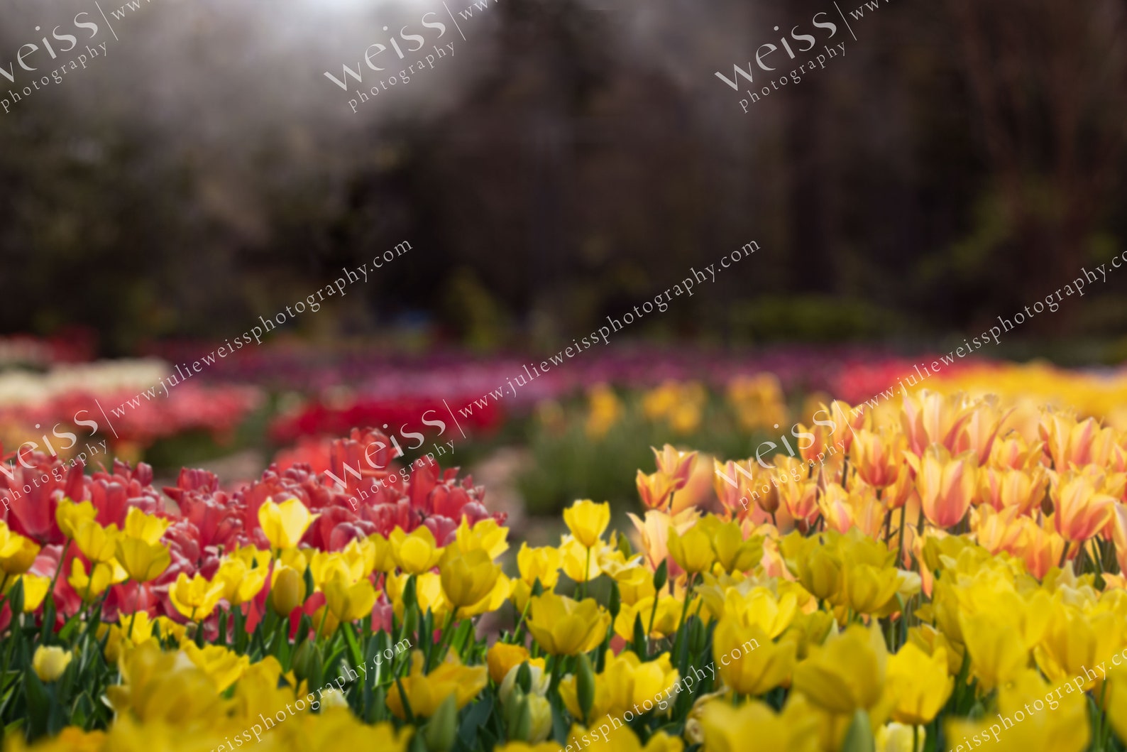 Spring Tulip Flower Field Overlay Easter Kids Background - Etsy