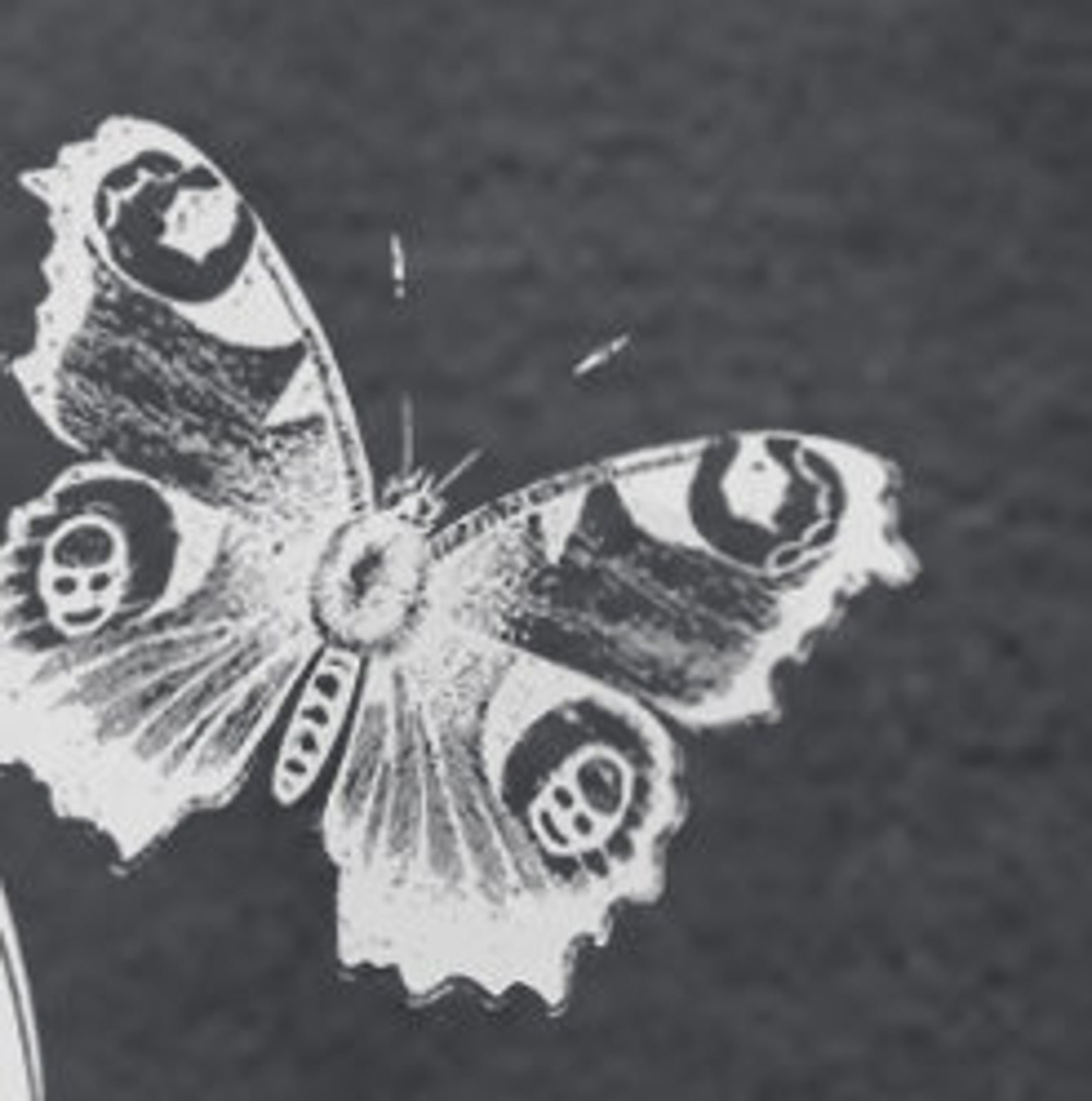 Goblincore Death Moth Print Sweatshirt dk Academia Soft Sweater ...