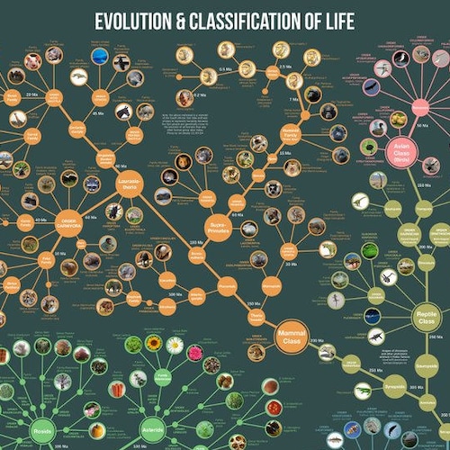 Tree Of Life Evolution Poster