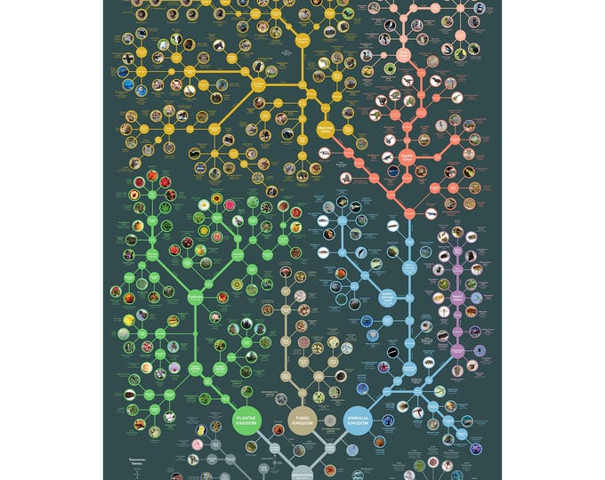 World Religions Family Tree Poster - Etsy Canada